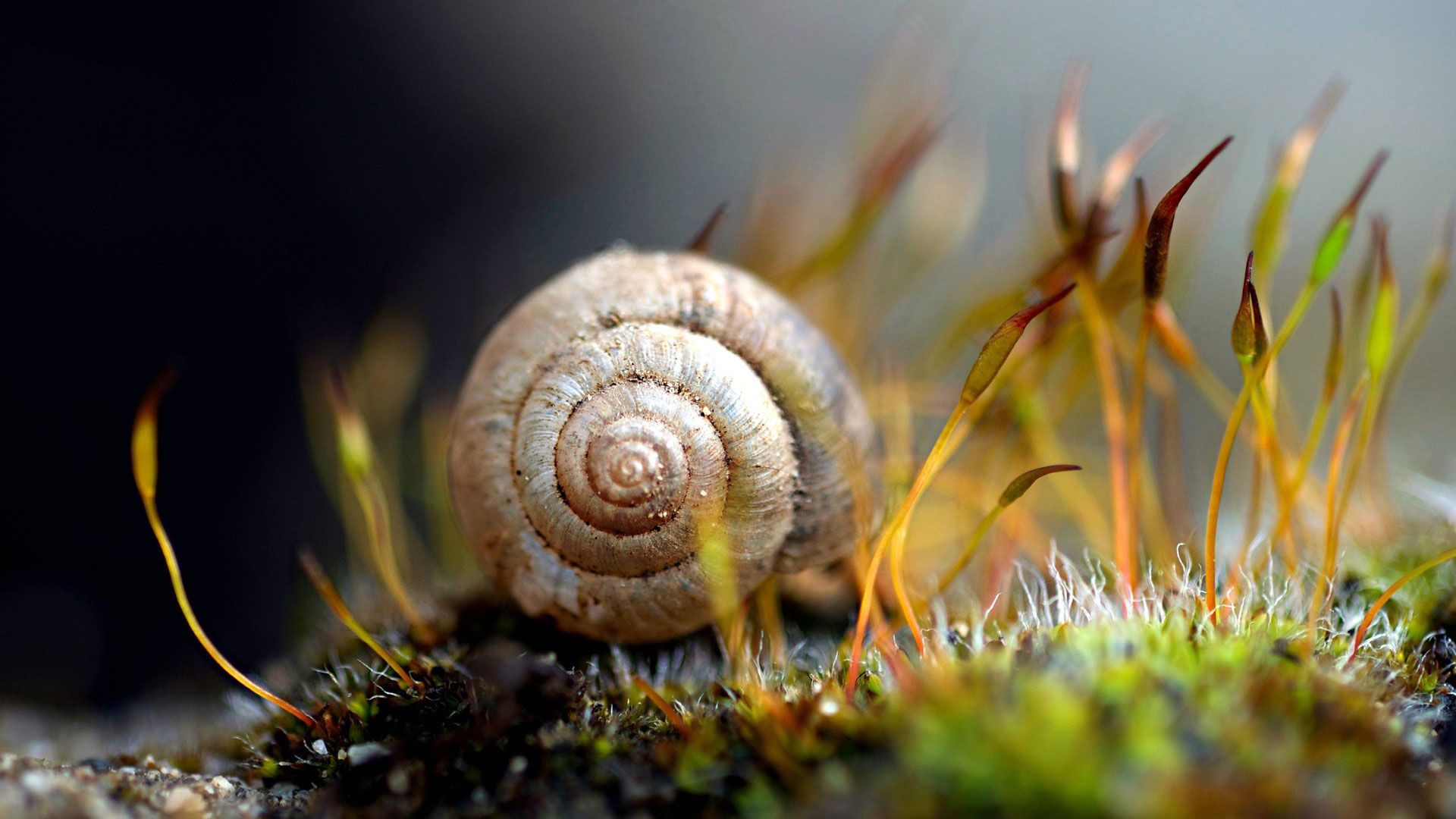 Snail Macro Ultra HD Wallpapers - Wallpaper Cave