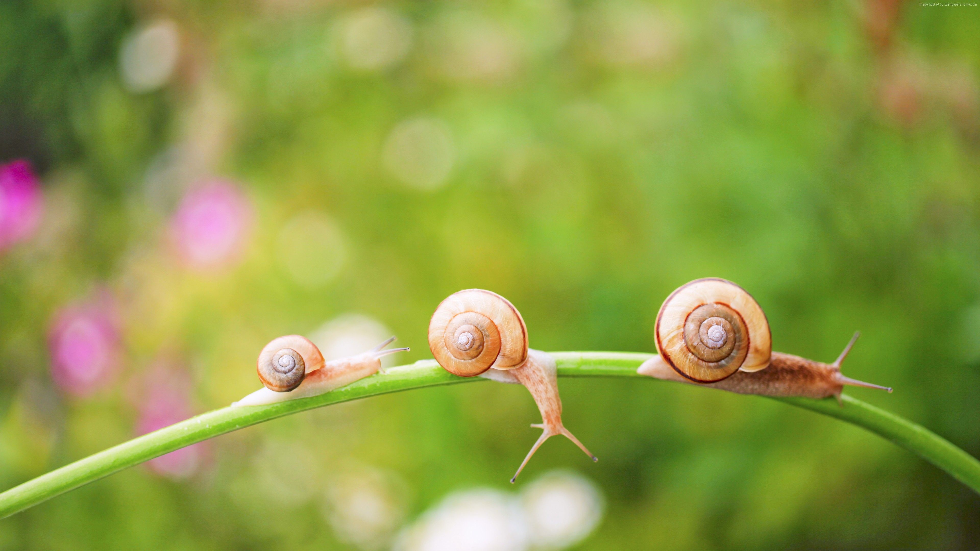 Snail Macro Ultra HD Wallpapers - Wallpaper Cave