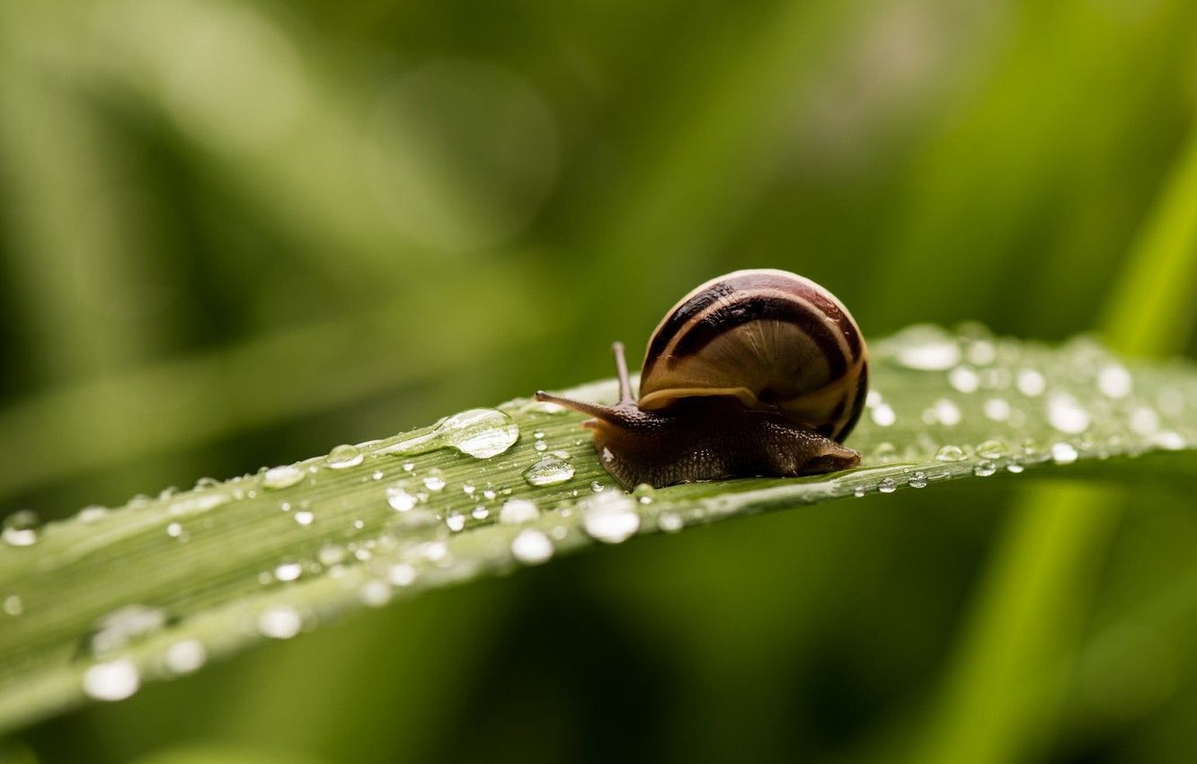 Snail Macro Ultra HD Wallpapers - Wallpaper Cave