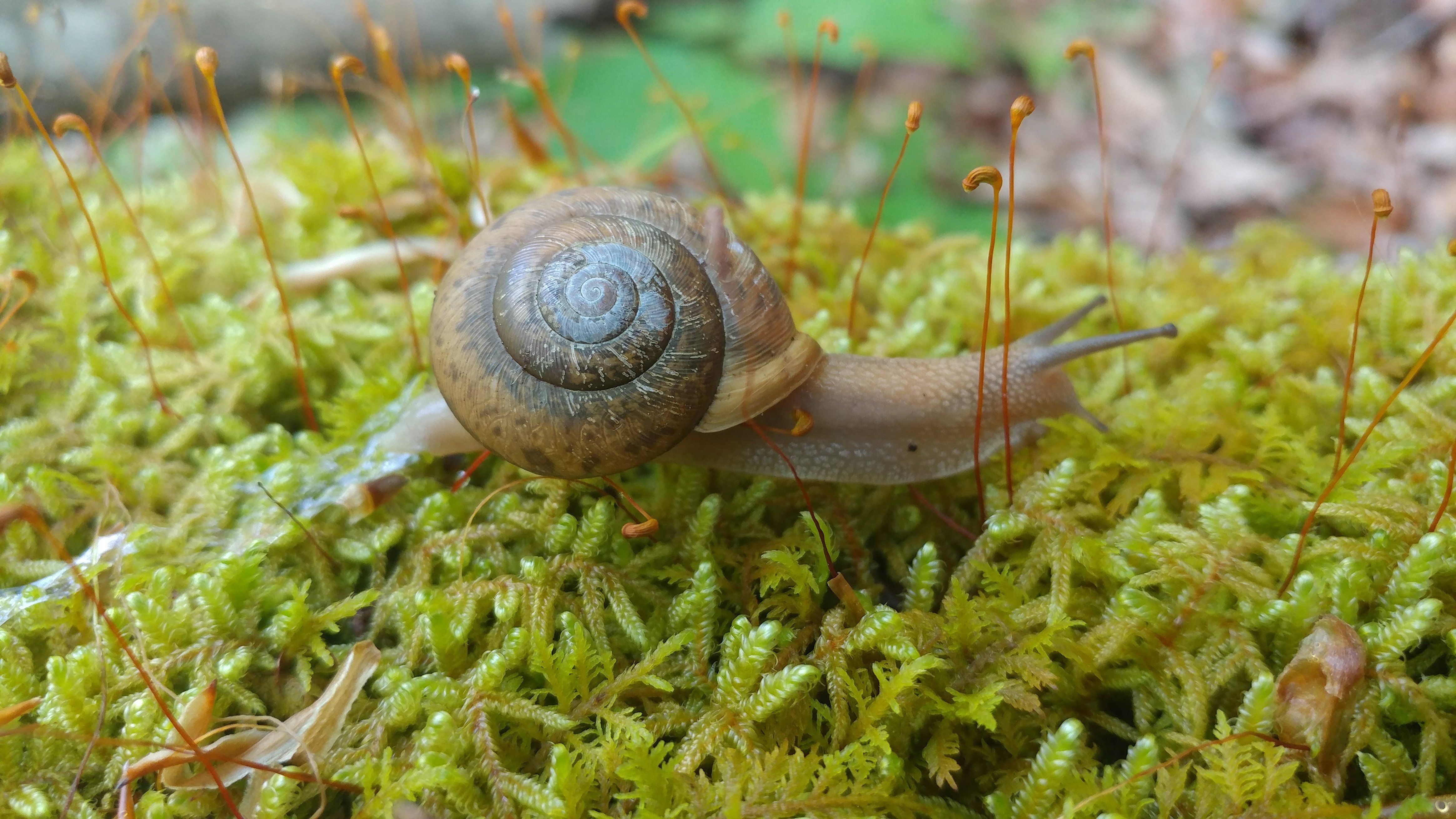 Snail Macro Ultra HD Wallpapers - Wallpaper Cave