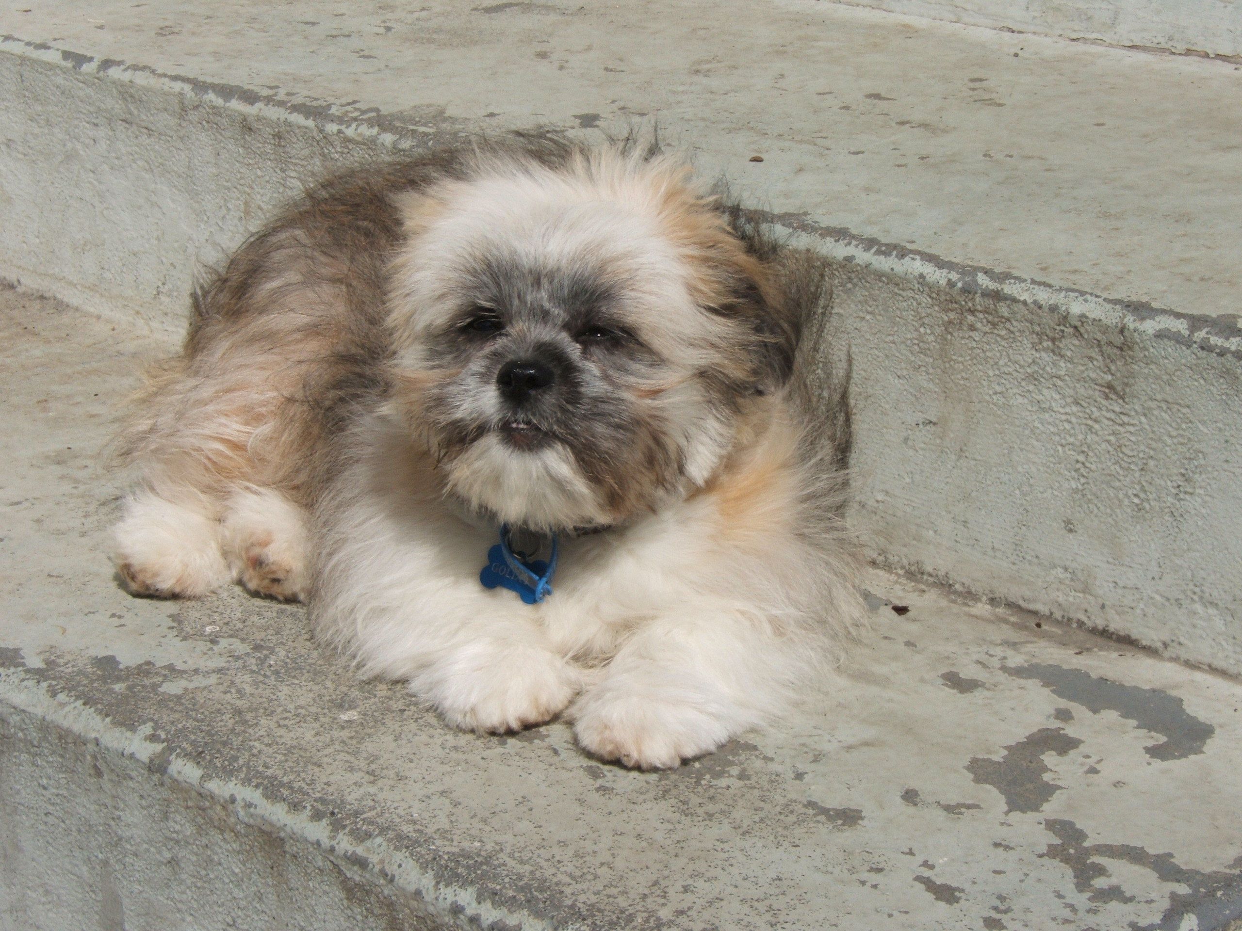 Peekapoo Wallpapers - Wallpaper Cave