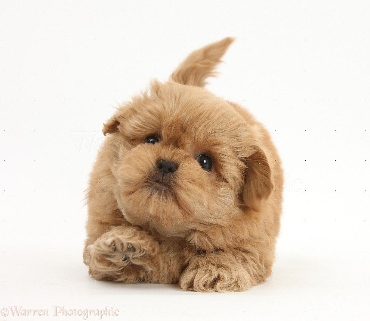 Peekapoo Wallpapers - Wallpaper Cave