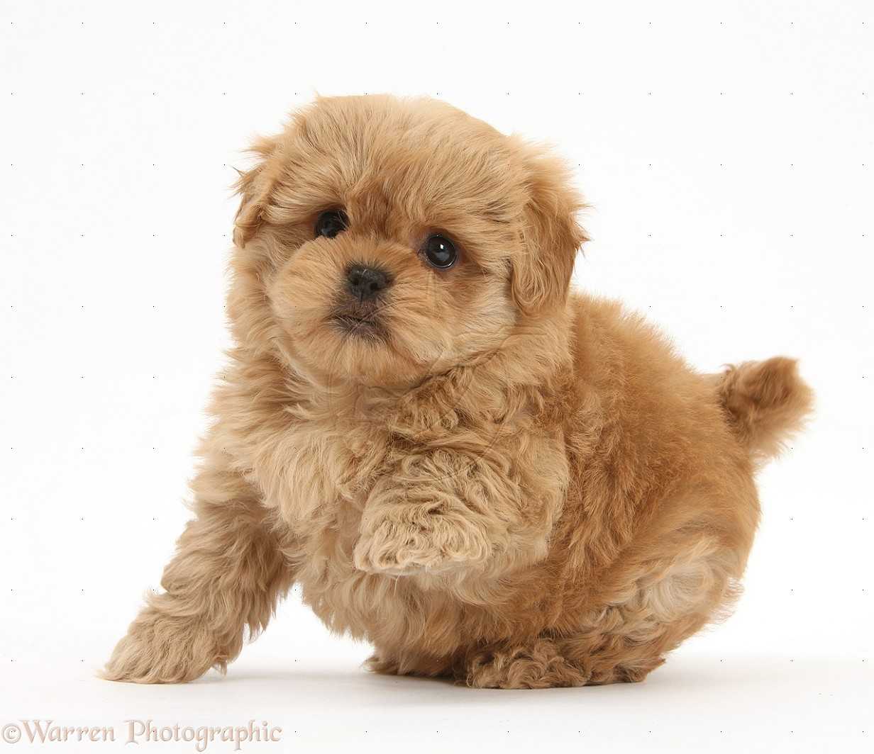 White Peekapoo Puppies