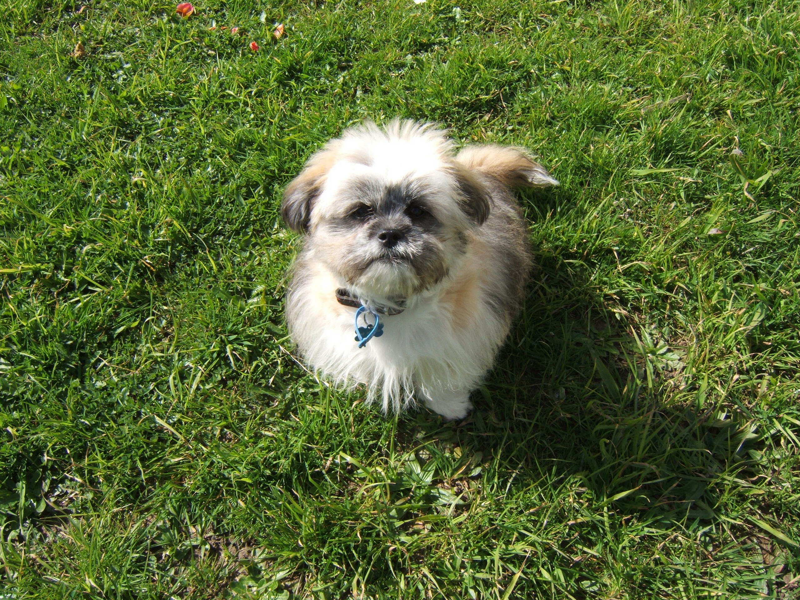 Peekapoo Wallpapers - Wallpaper Cave