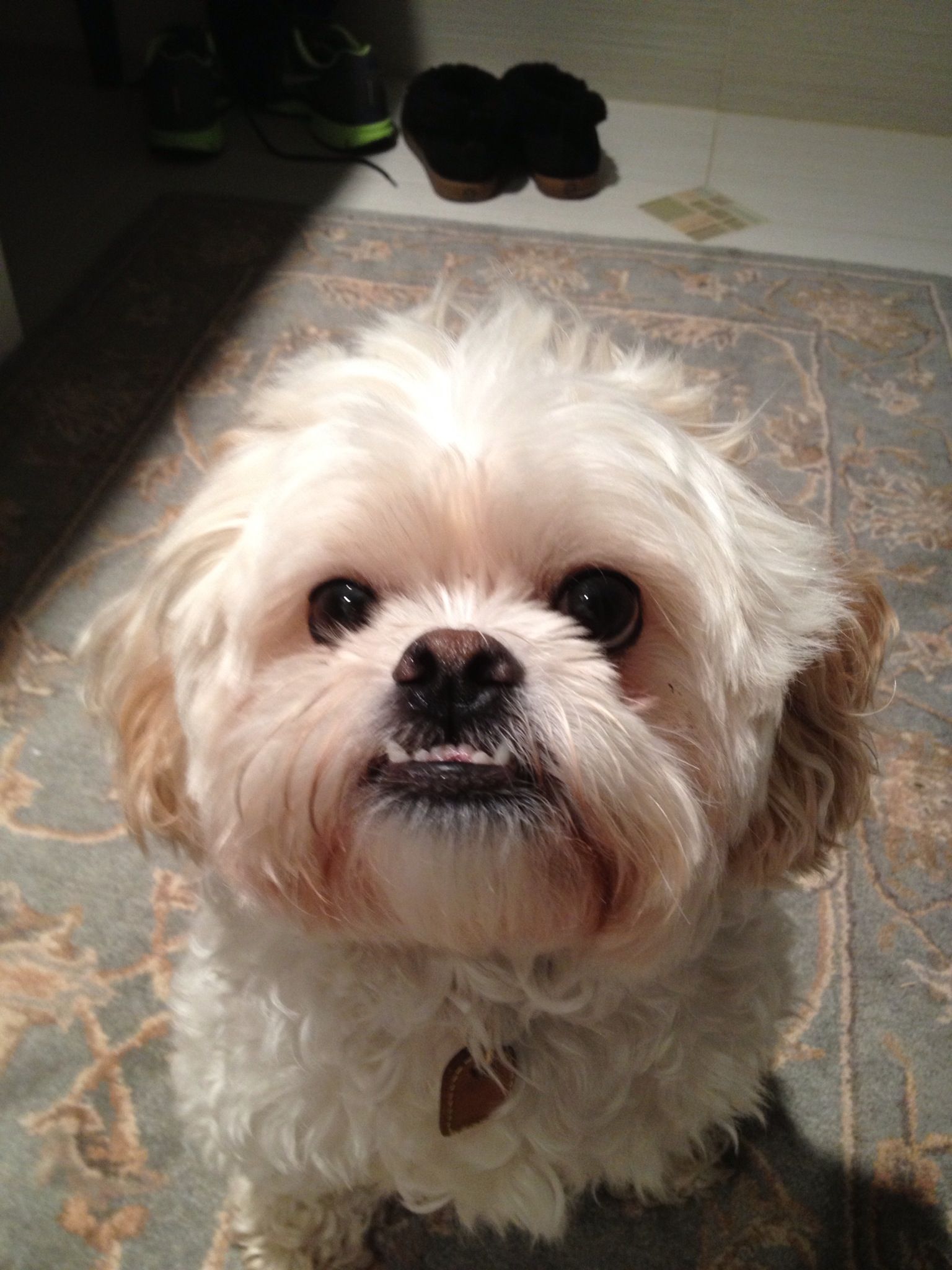 Peekapoo Wallpapers - Wallpaper Cave