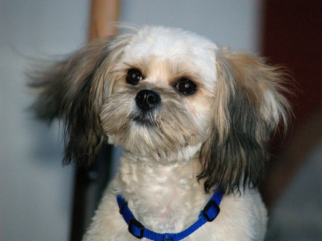 Peekapoo Wallpapers - Wallpaper Cave