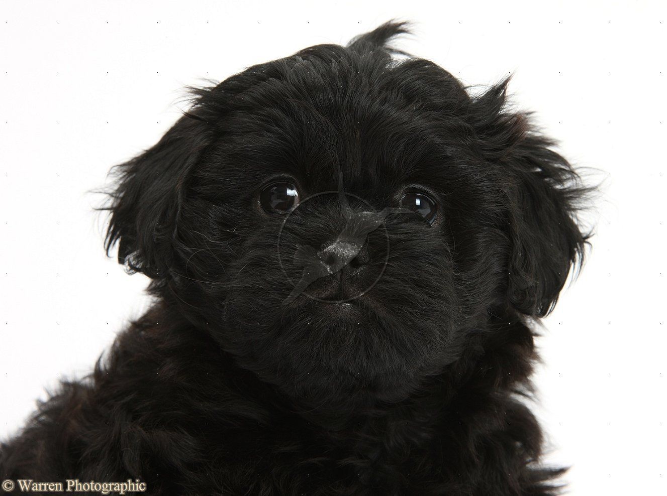 Peekapoo Wallpapers - Wallpaper Cave