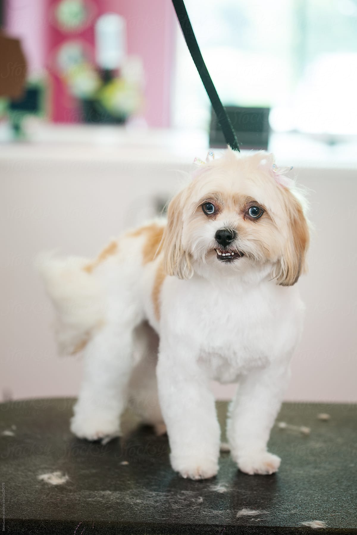 Peekapoo Wallpapers - Wallpaper Cave