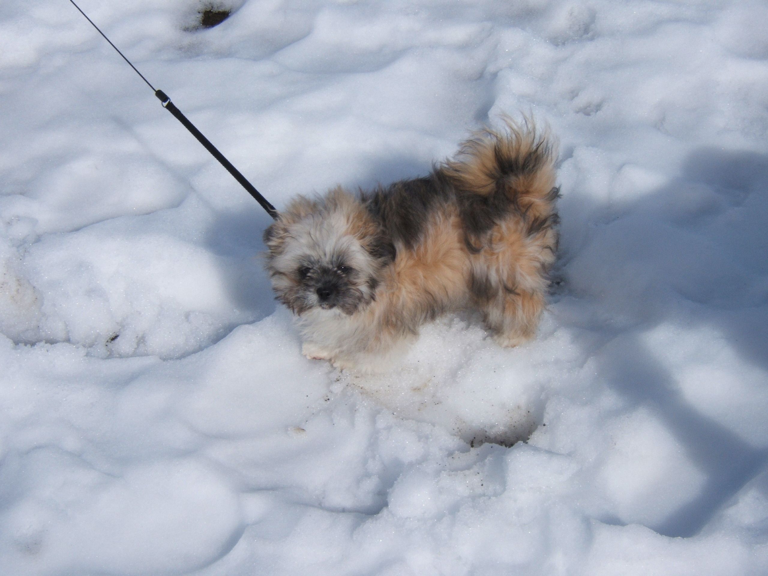 Peekapoo Wallpapers - Wallpaper Cave