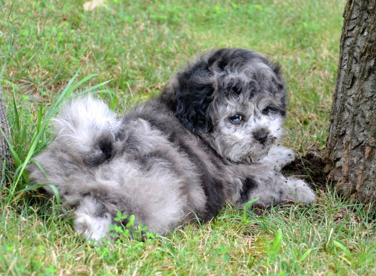 Peekapoo Wallpapers - Wallpaper Cave