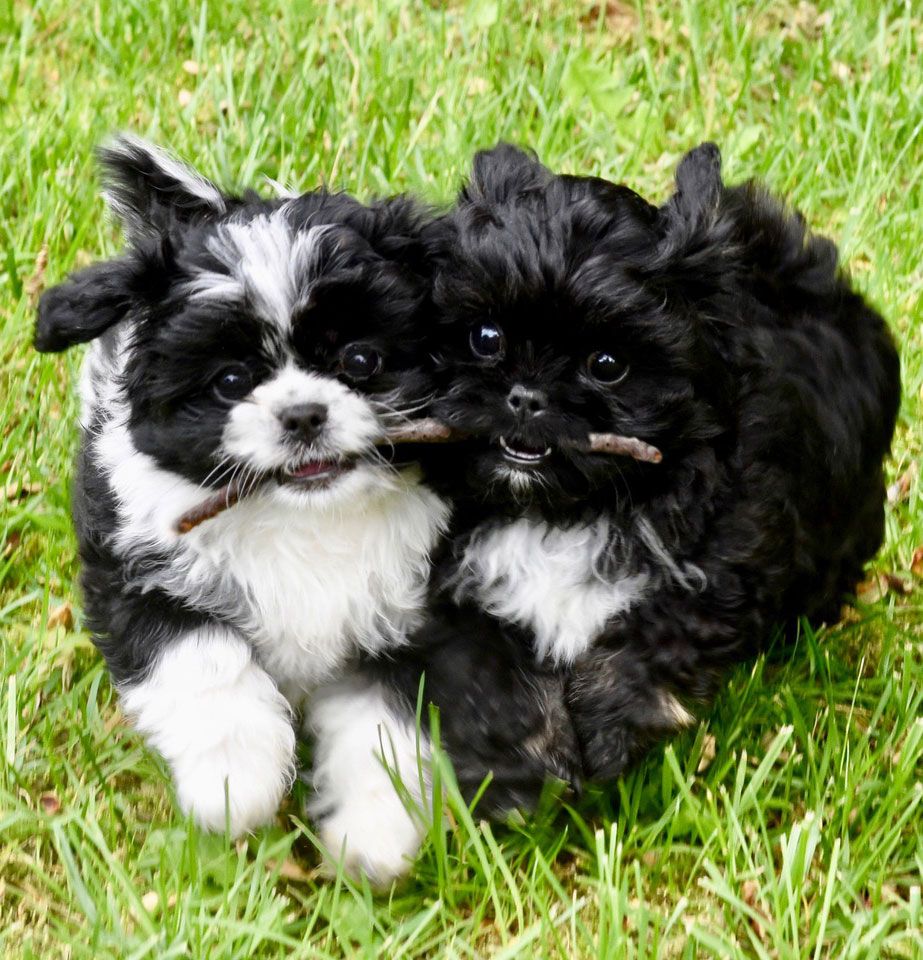 Peekapoo Wallpapers - Wallpaper Cave