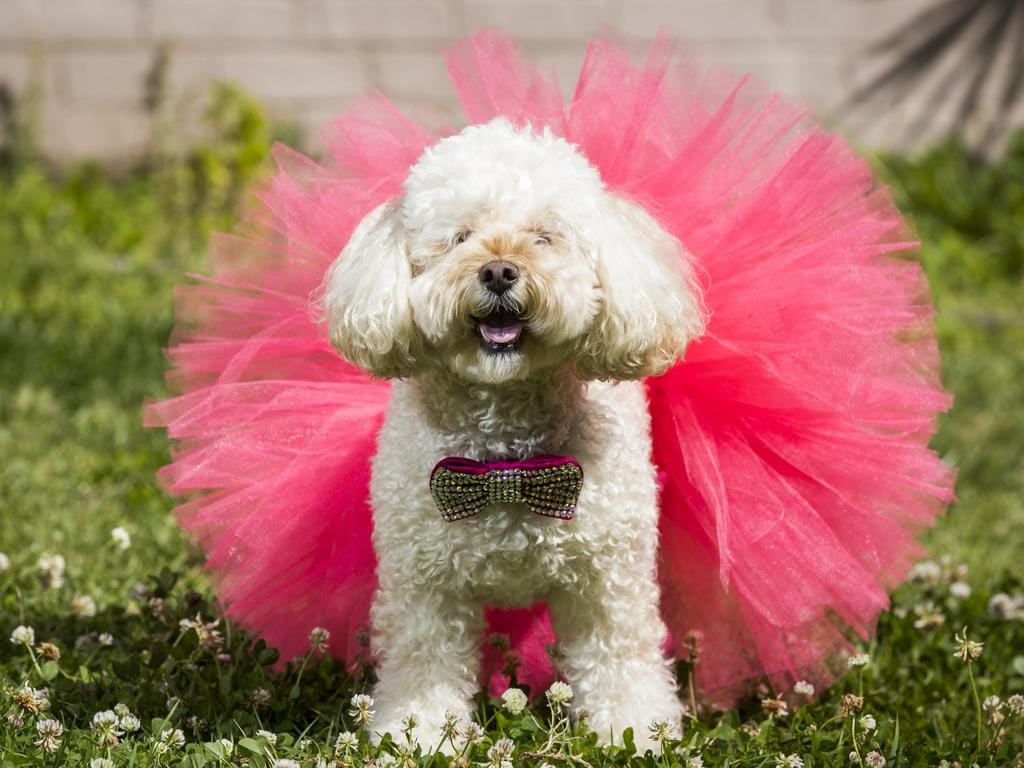 Peekapoo Wallpapers - Wallpaper Cave