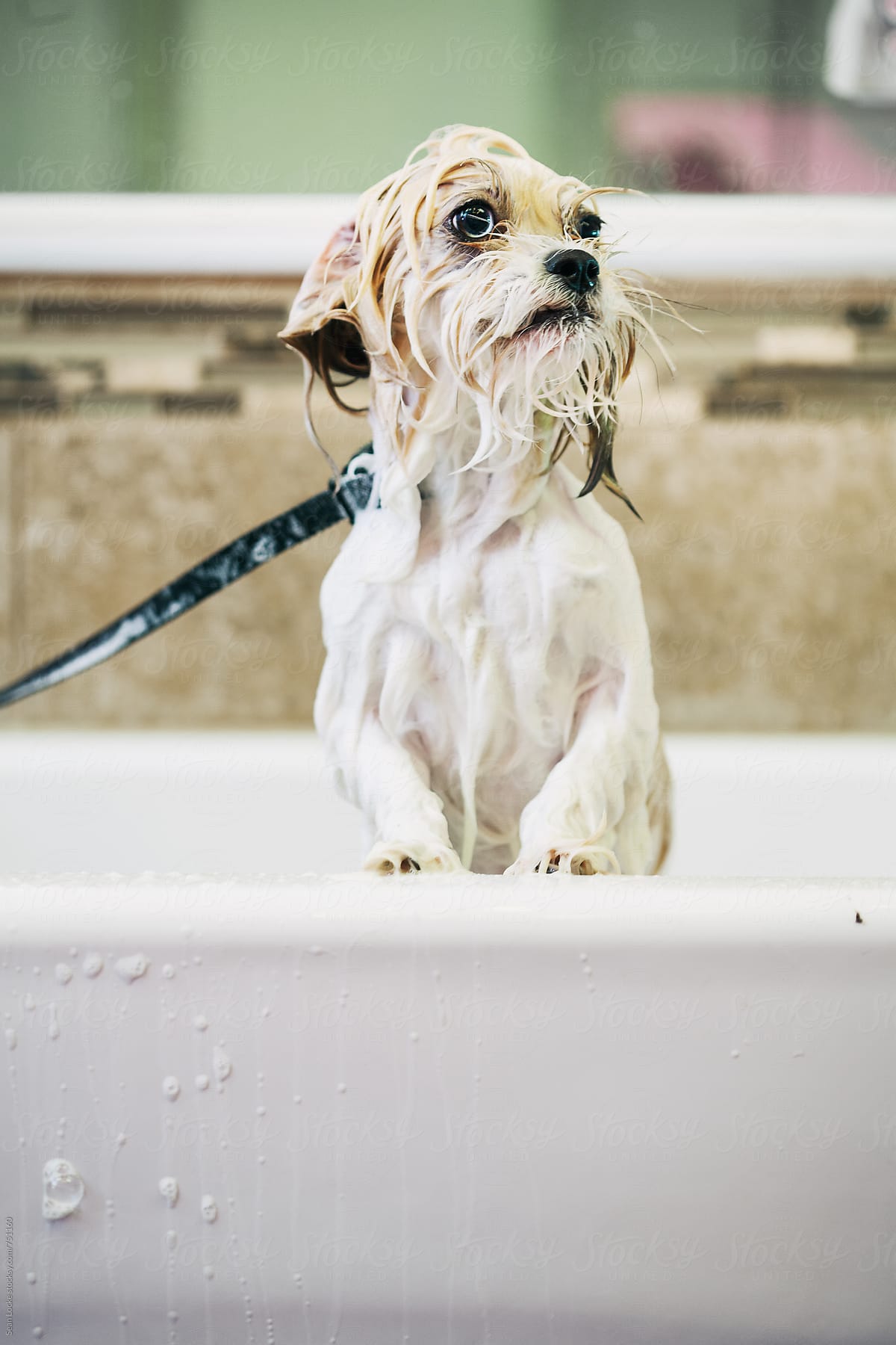 Peekapoo Wallpapers - Wallpaper Cave