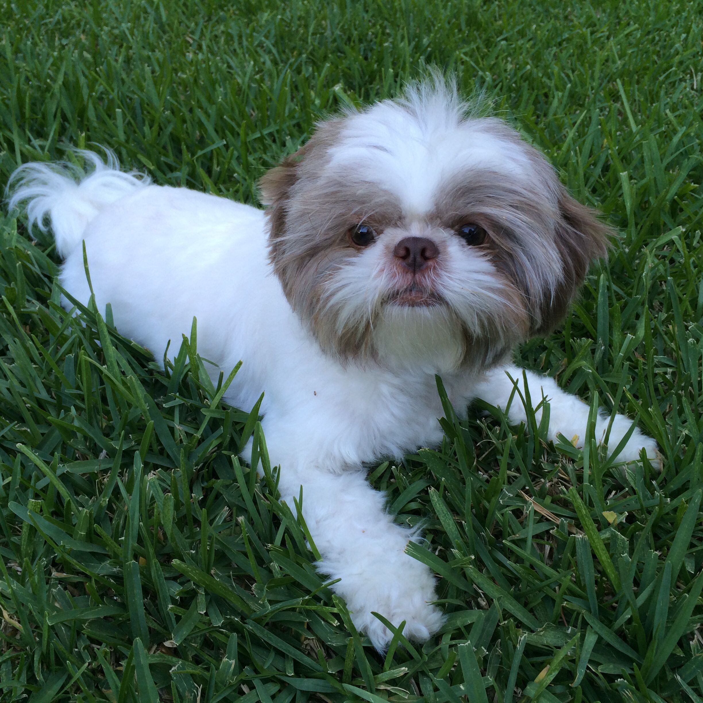 Peekapoo Wallpapers - Wallpaper Cave