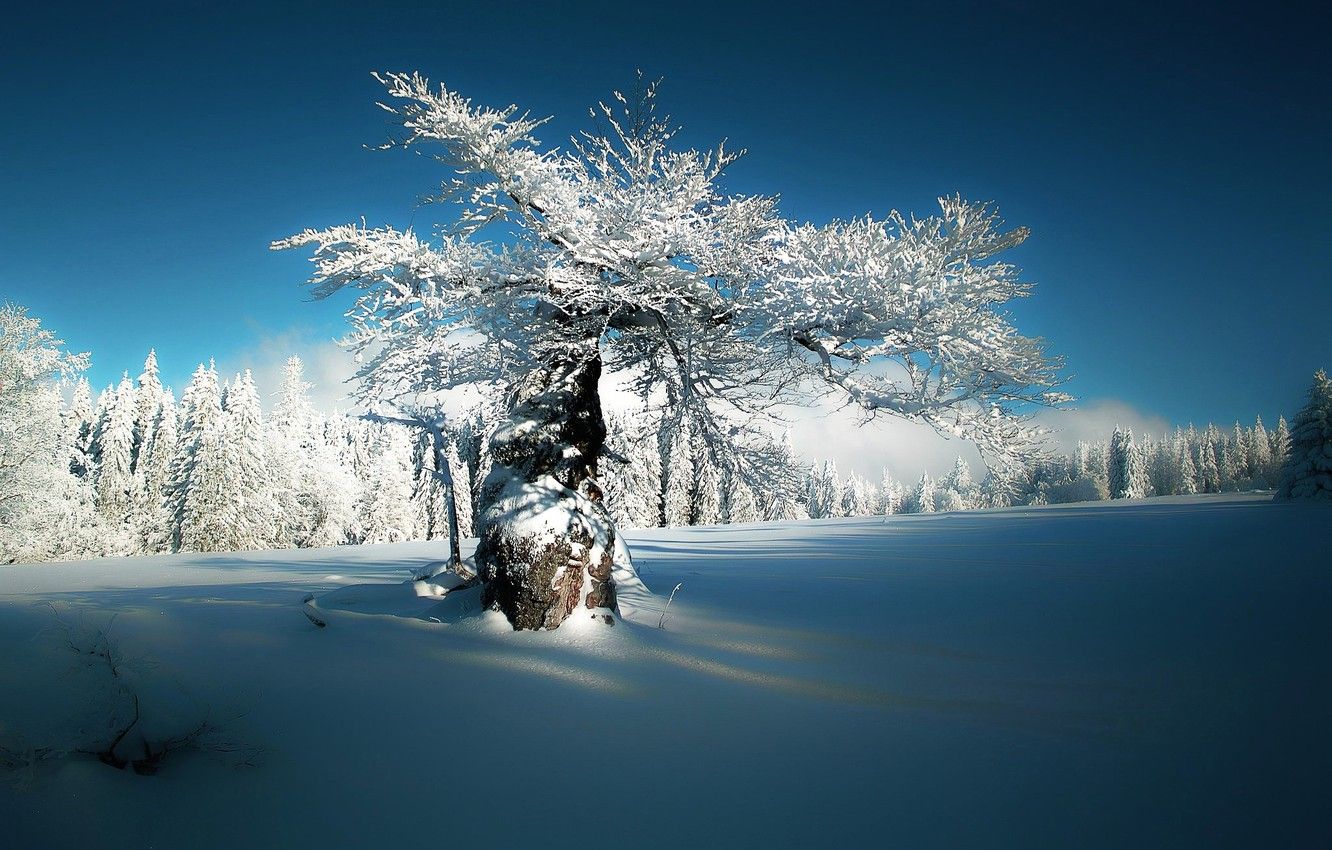 Sunny Winter Trees Wallpapers - Wallpaper Cave