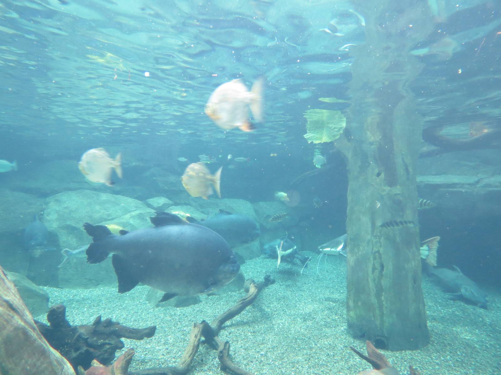 Redtail Catfish Wallpapers - Wallpaper Cave