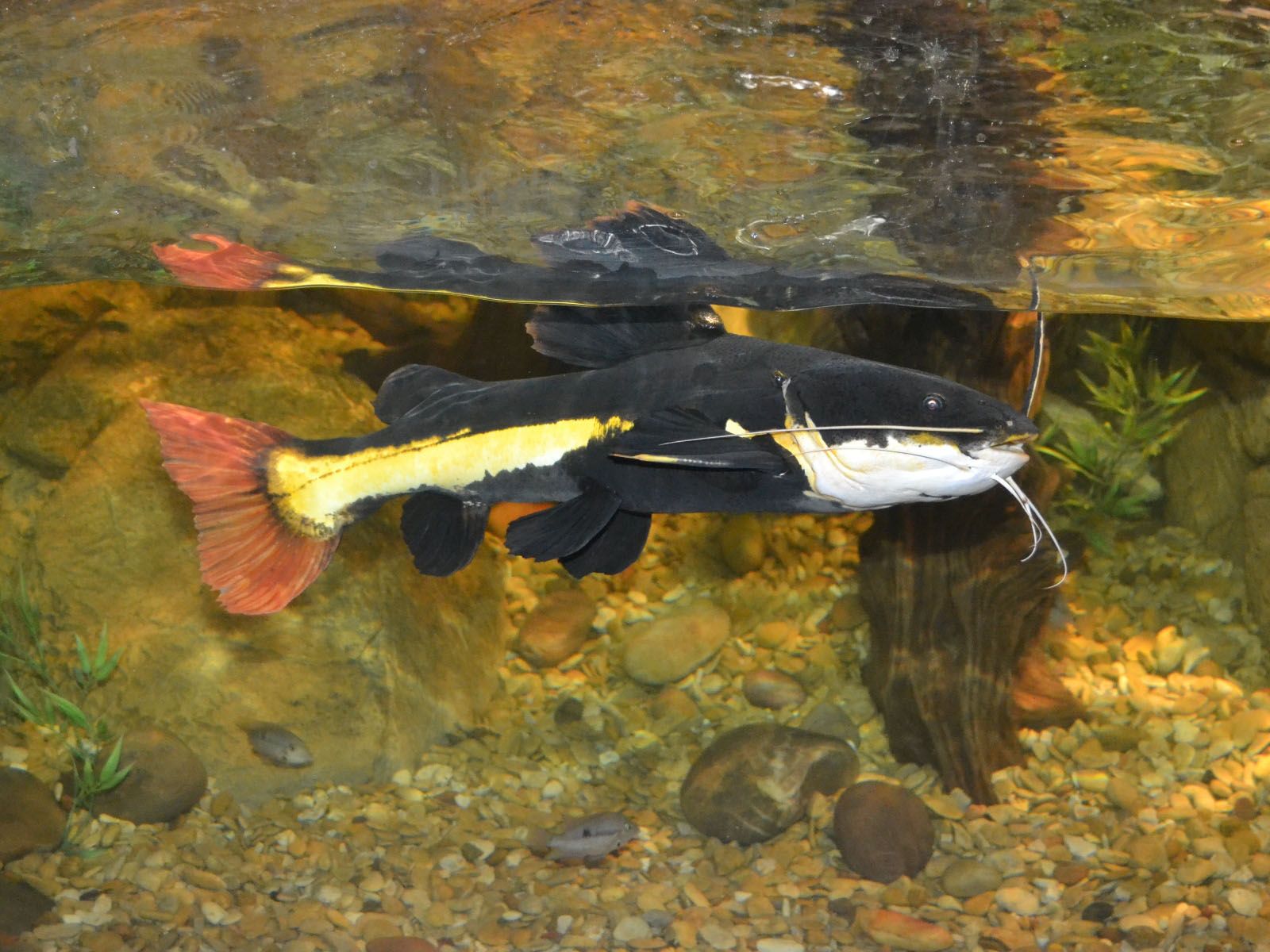 Redtail Catfish Wallpapers - Wallpaper Cave