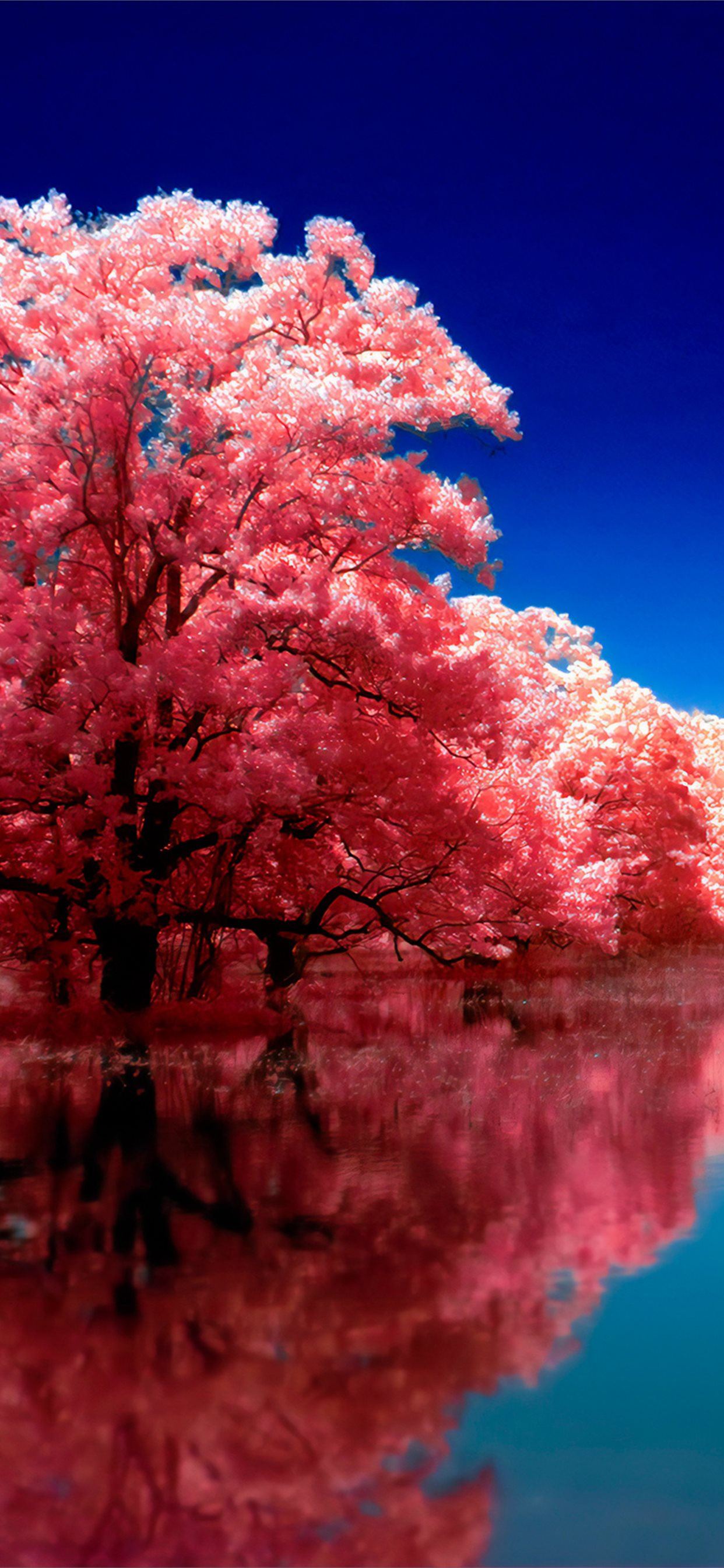 Pink Autumn Trees Wallpapers - Wallpaper Cave