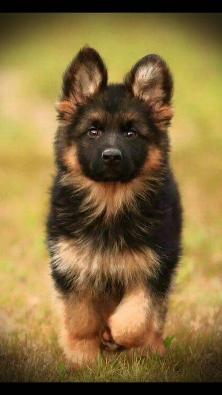 Fall German Shepherd Wallpapers - Wallpaper Cave