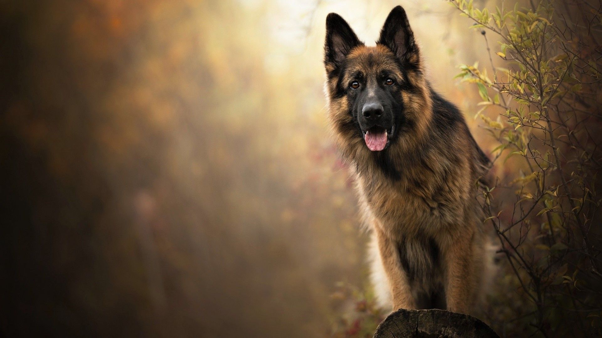 Fall German Shepherd Wallpapers - Wallpaper Cave