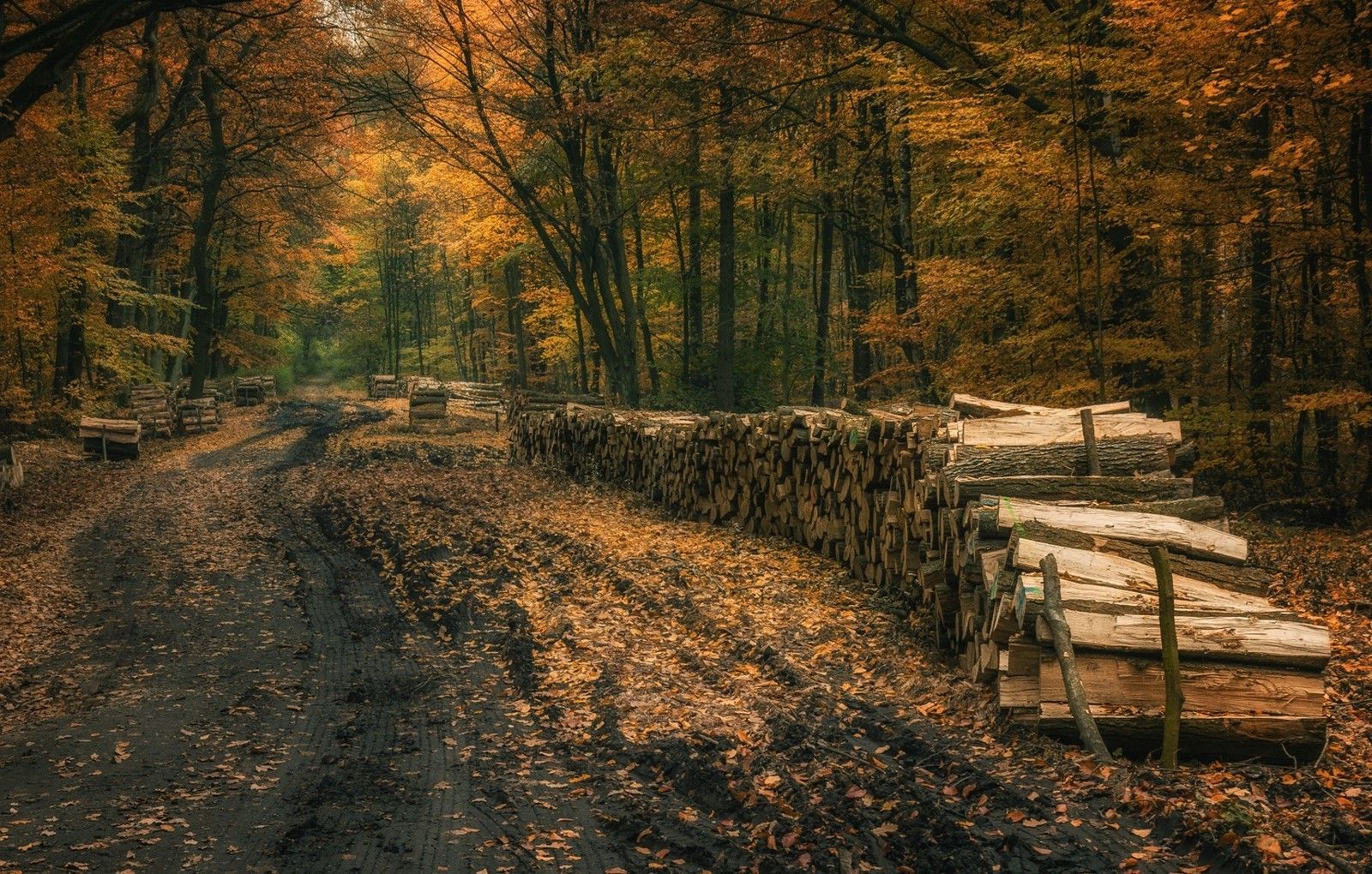 Autumn Mud Wallpapers - Wallpaper Cave