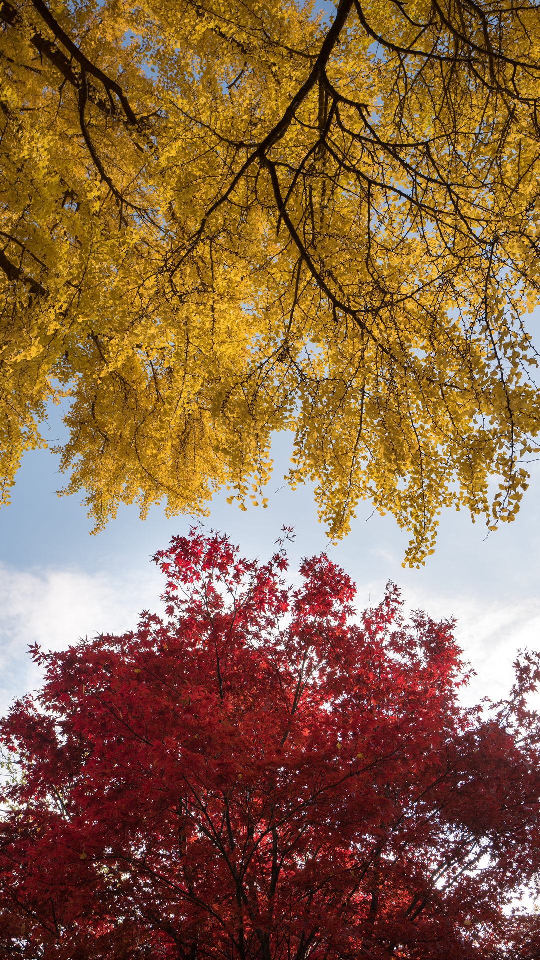 Cute Autumn Tree Wallpapers - Wallpaper Cave