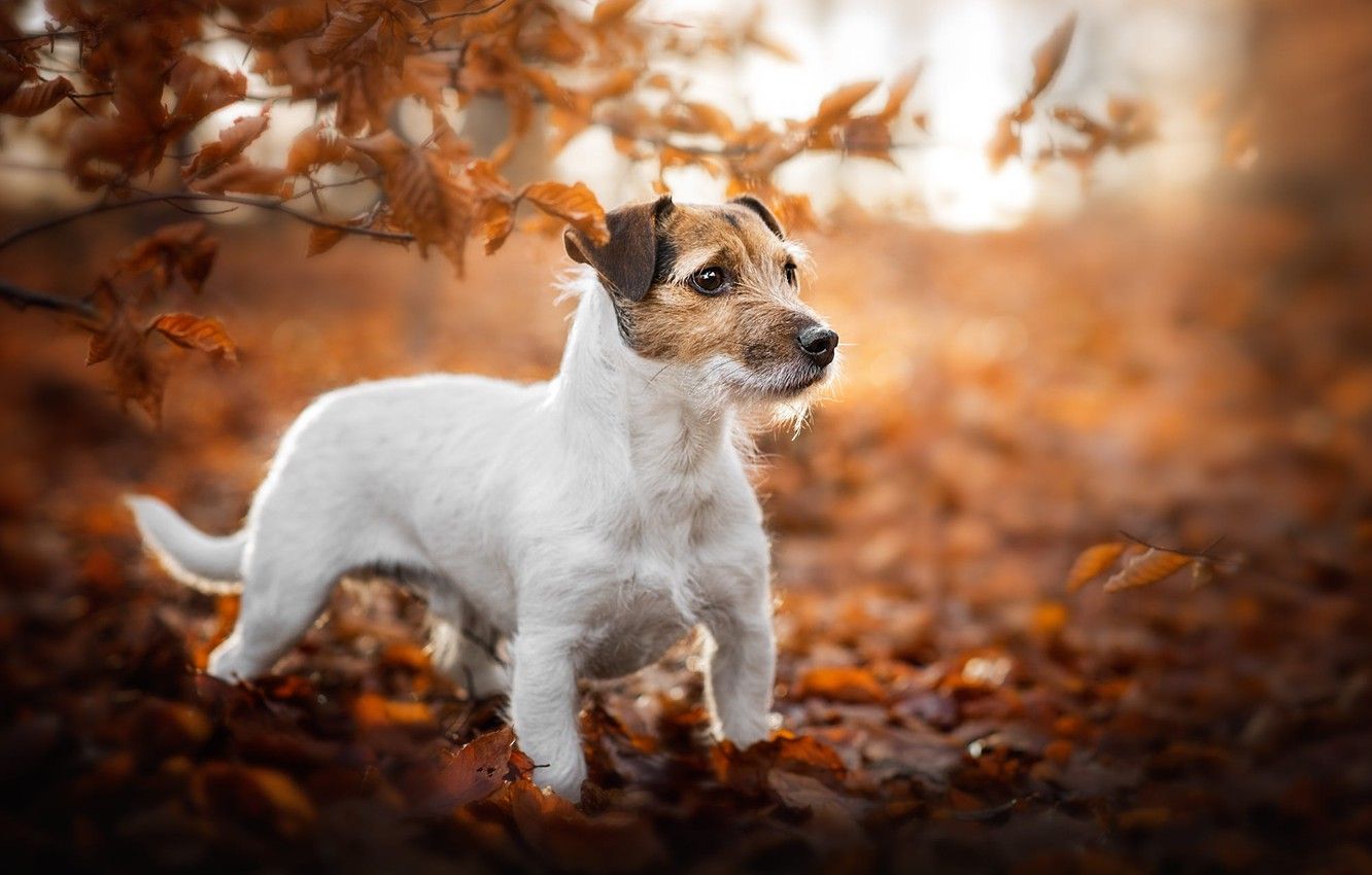 Jack Russell Dog Autumn Wallpapers - Wallpaper Cave