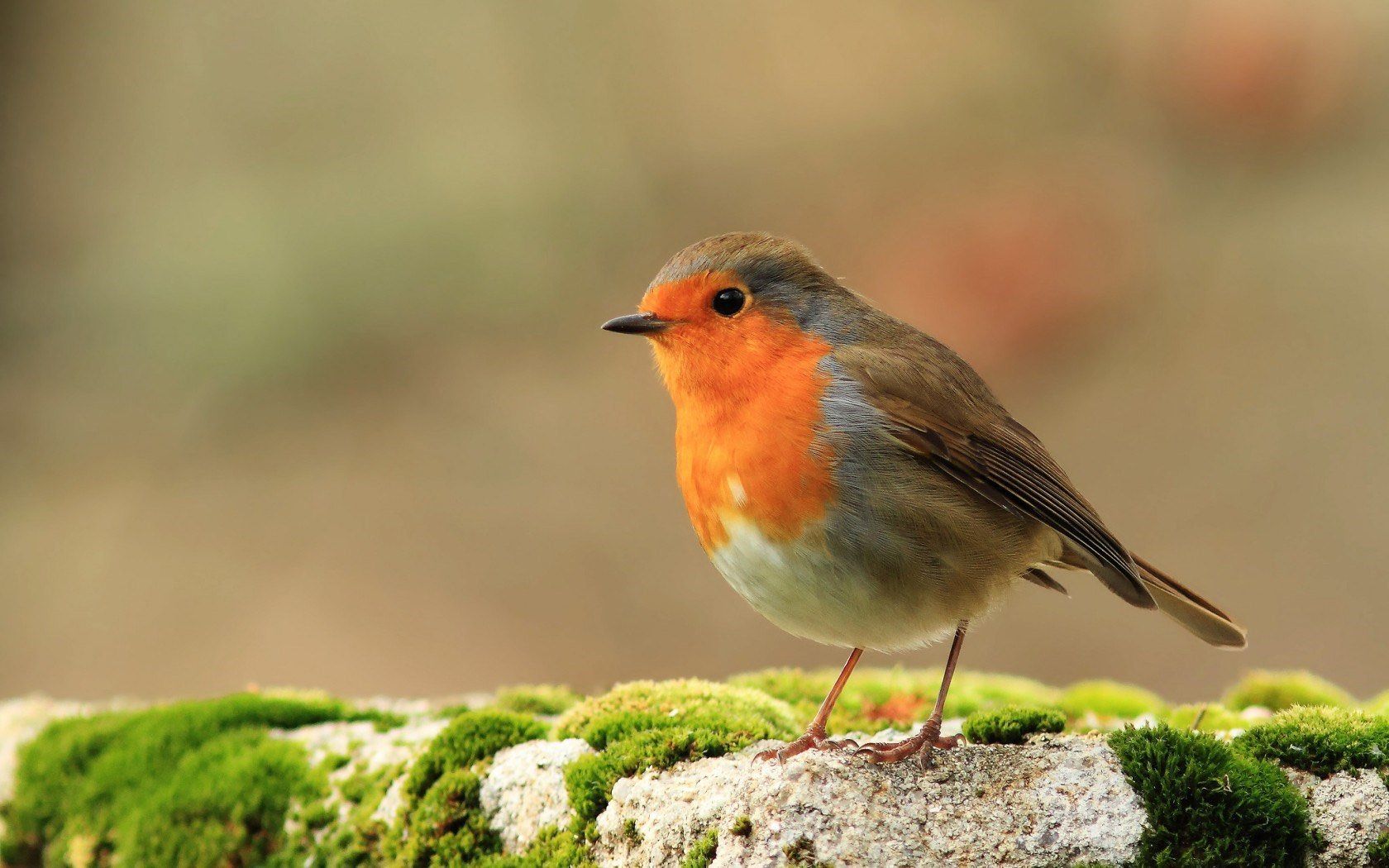 Robin Bird Wallpapers - Wallpaper Cave