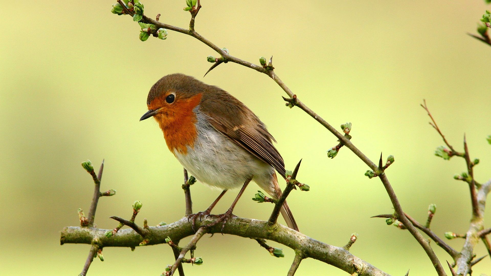 Robin Bird Wallpapers - Wallpaper Cave