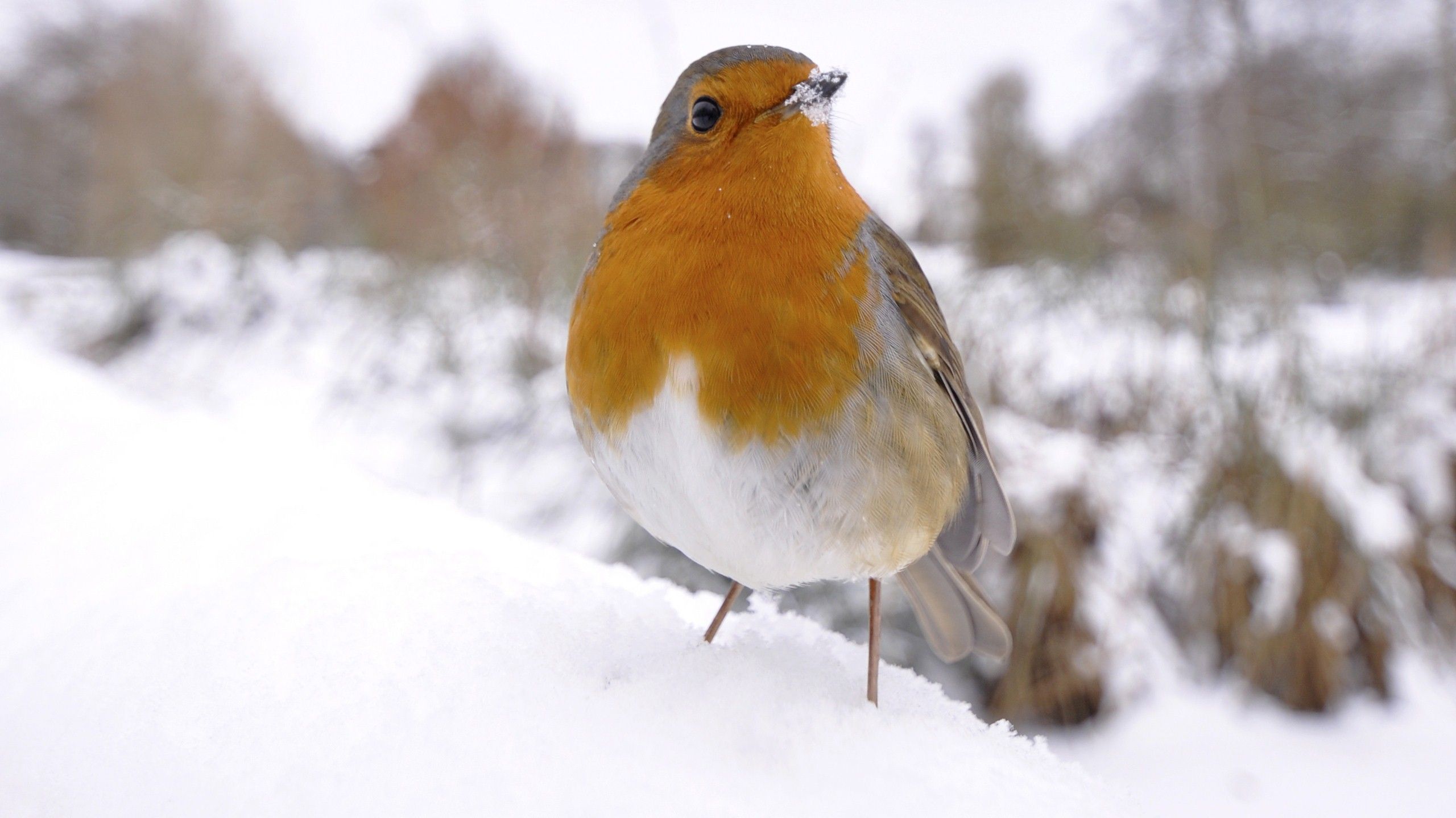 Robin Bird Wallpapers - Wallpaper Cave