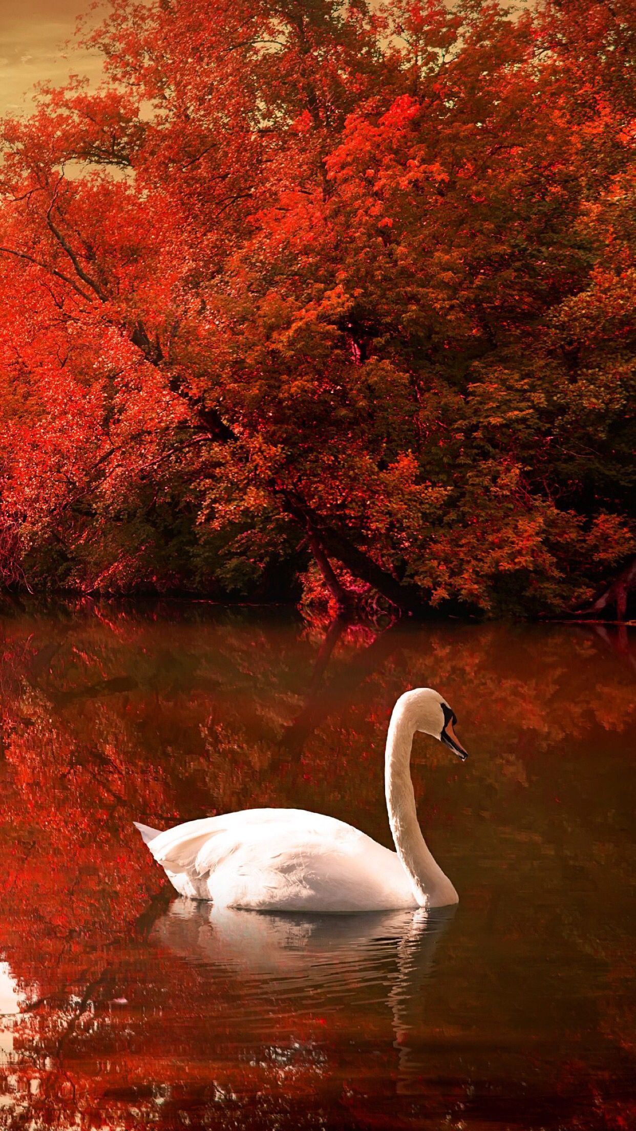 Autumn Swans Wallpapers - Wallpaper Cave