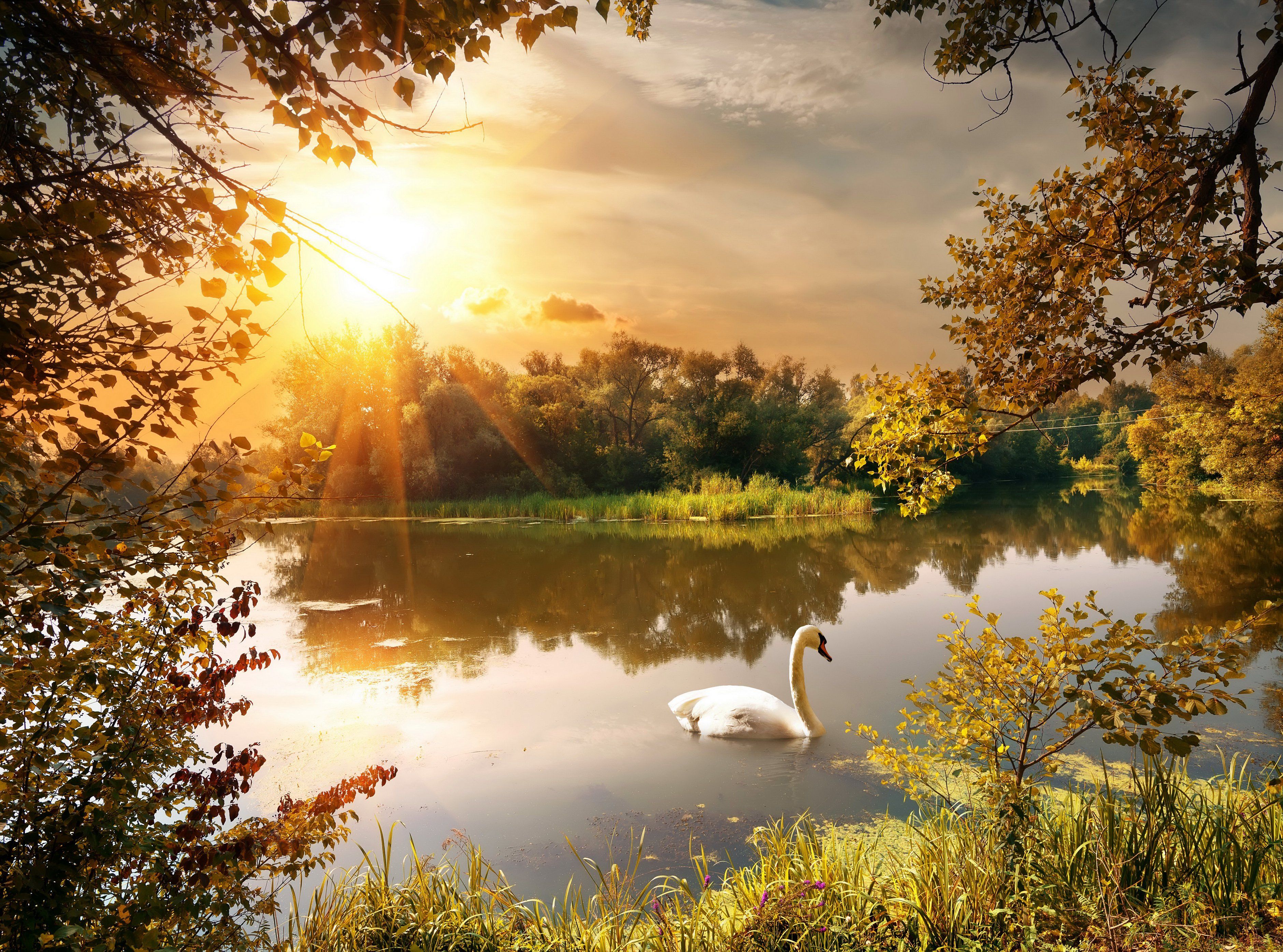 Autumn Swans Wallpapers - Wallpaper Cave