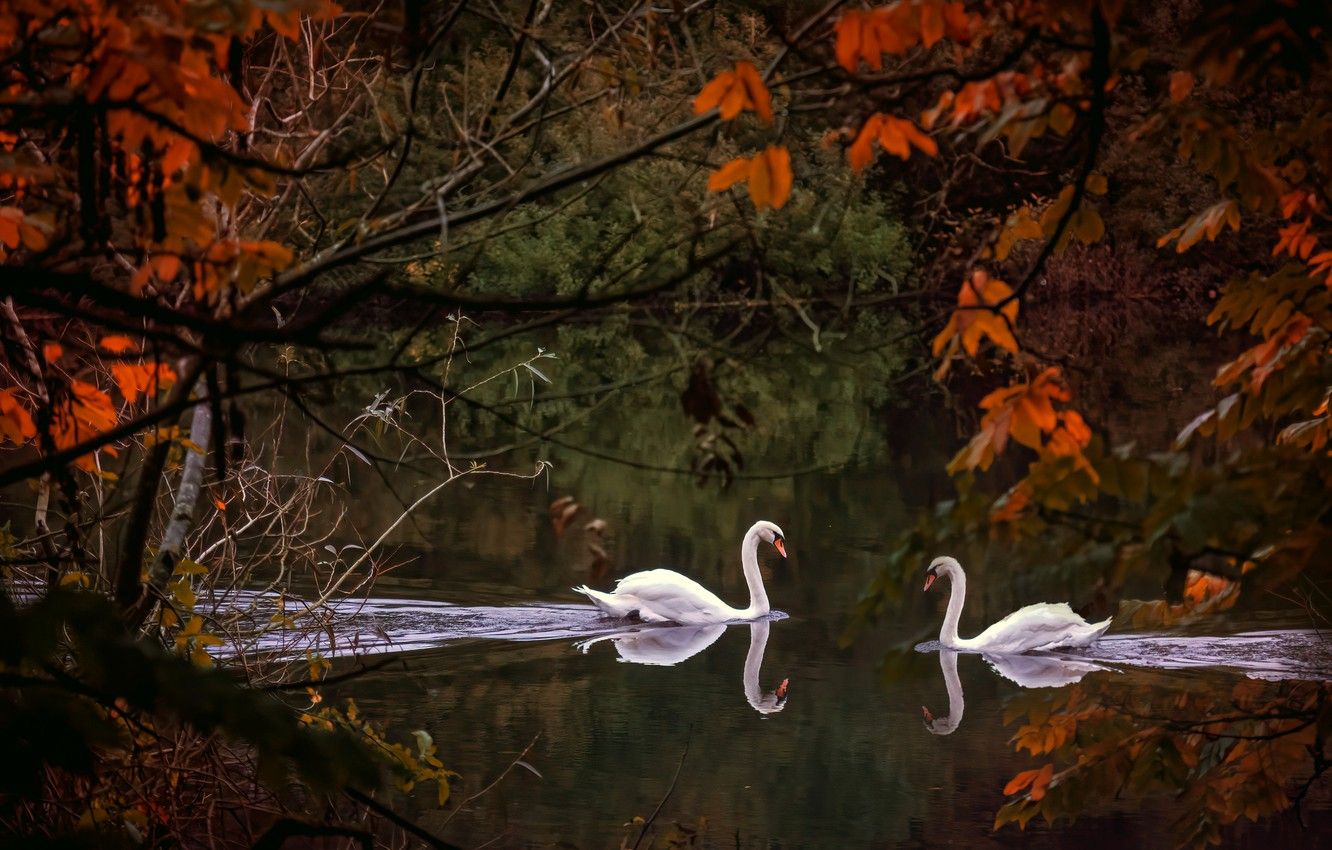 Autumn Swans Wallpapers - Wallpaper Cave