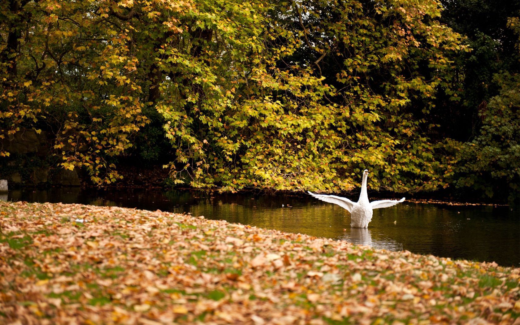 Autumn Swans Wallpapers - Wallpaper Cave