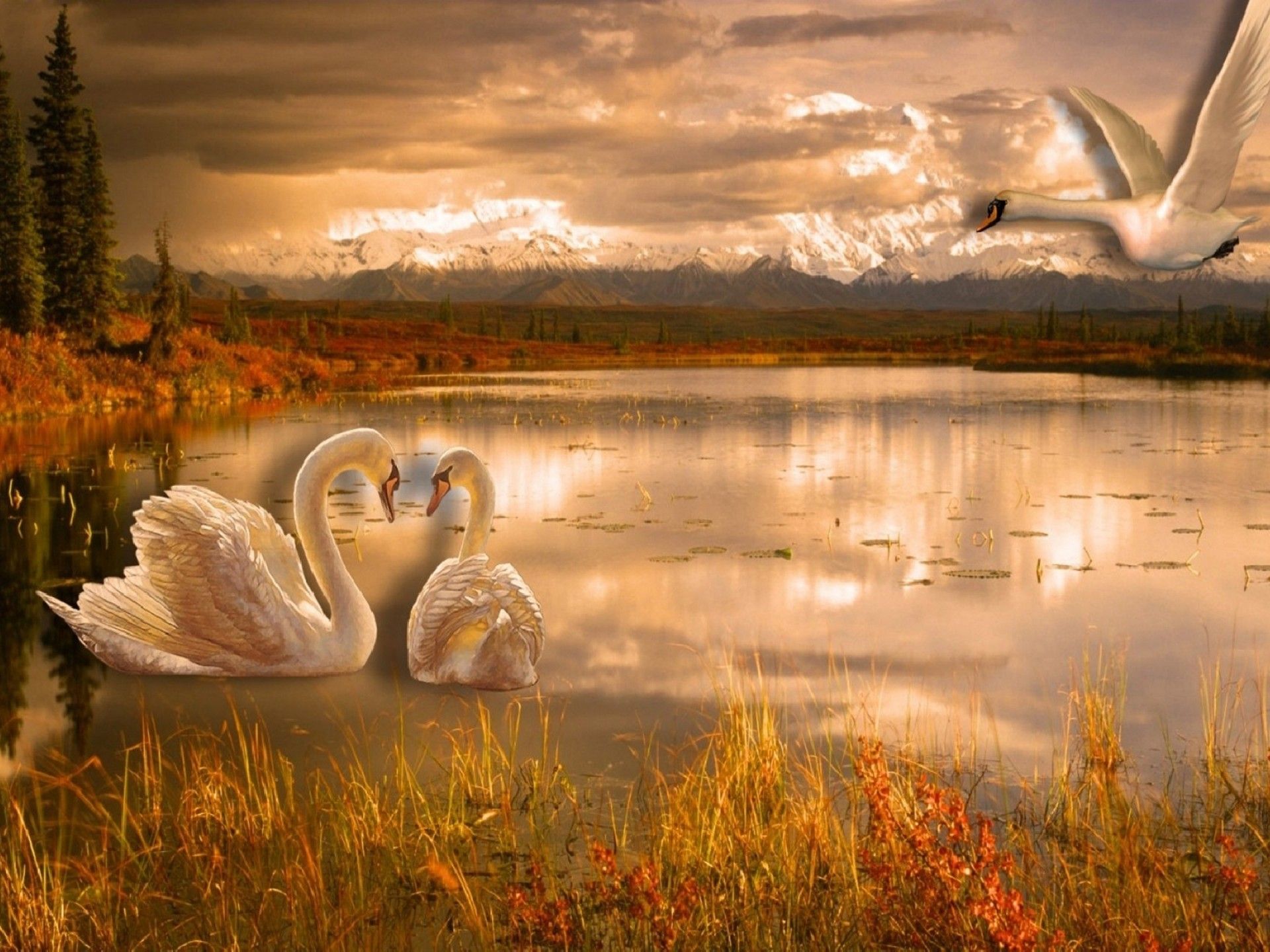 Autumn Swans Wallpapers - Wallpaper Cave