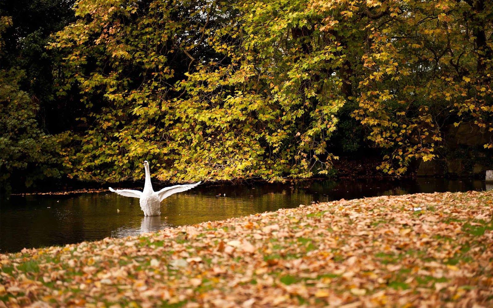 Autumn Swans Wallpapers - Wallpaper Cave