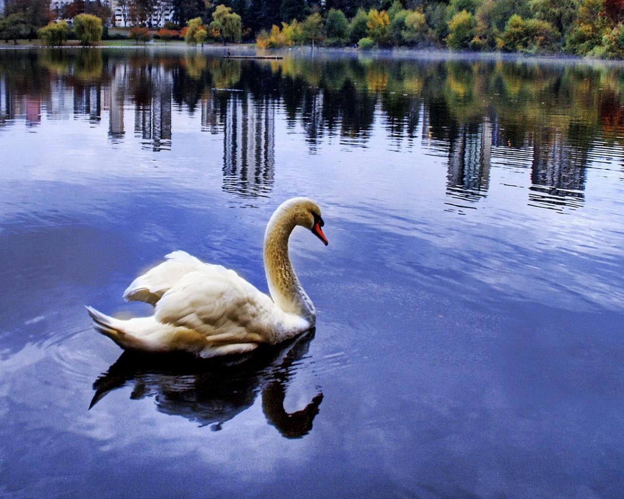 Autumn Swans Wallpapers - Wallpaper Cave