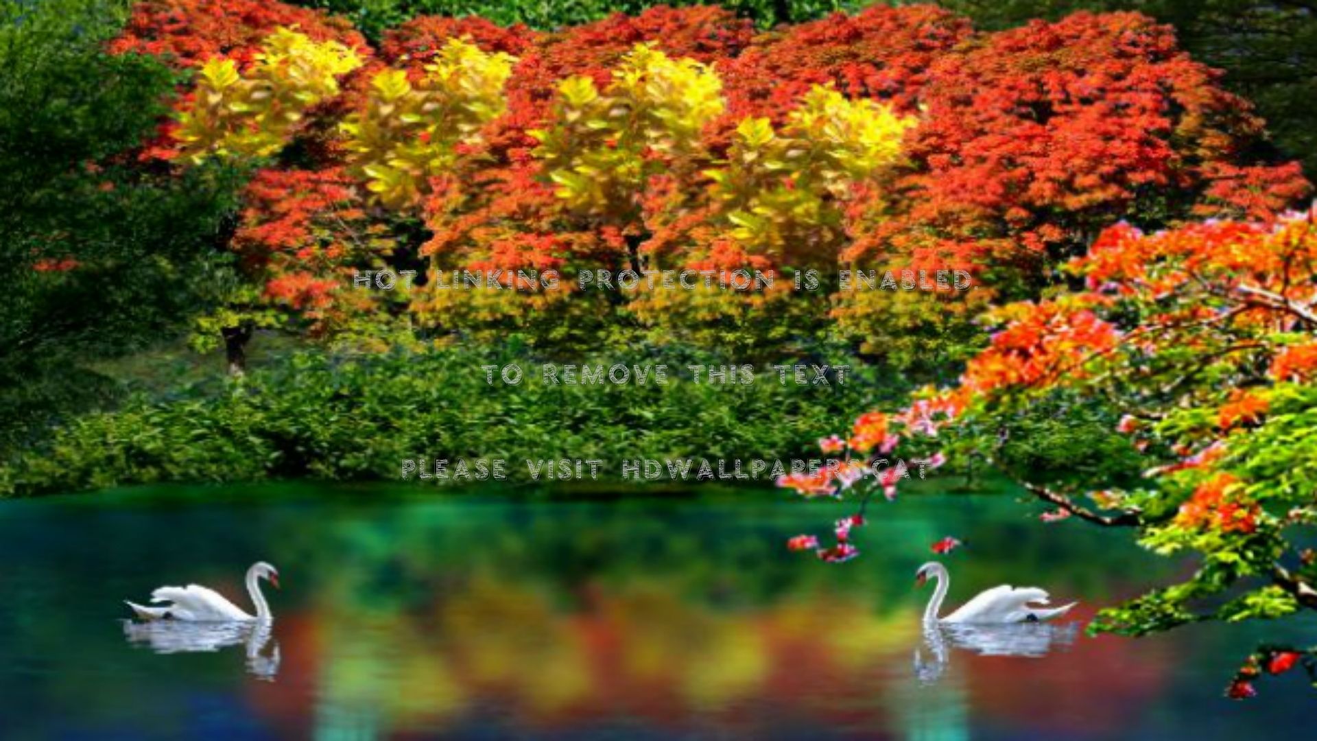 Autumn Swans Wallpapers - Wallpaper Cave