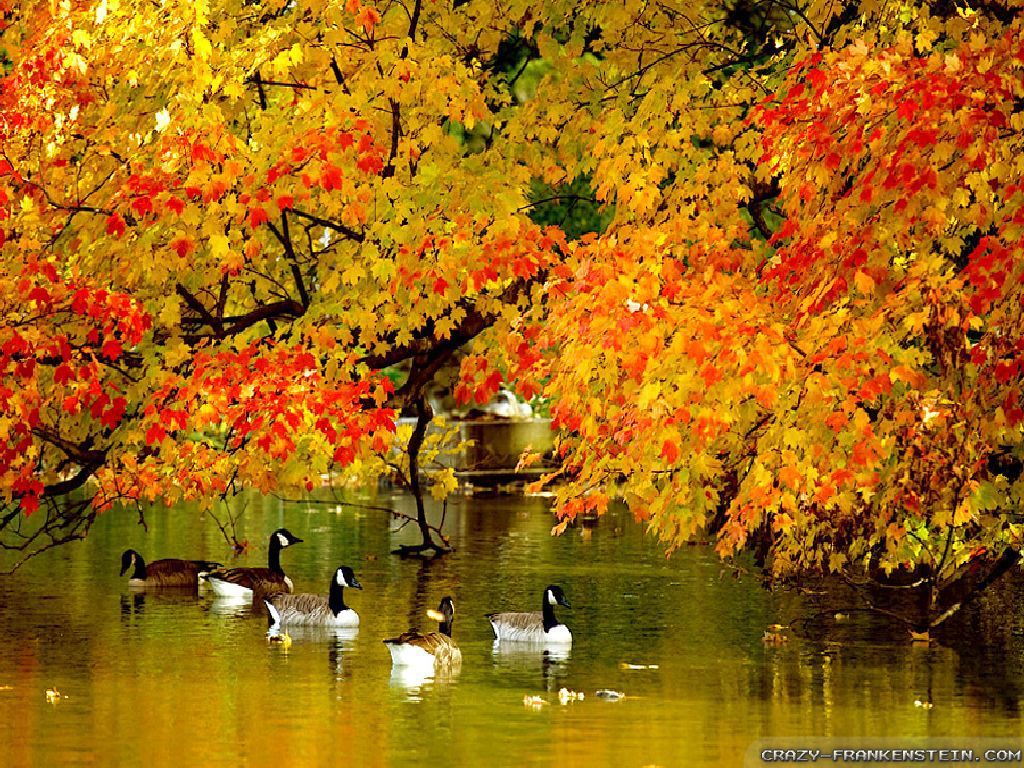 Autumn Swans Wallpapers - Wallpaper Cave