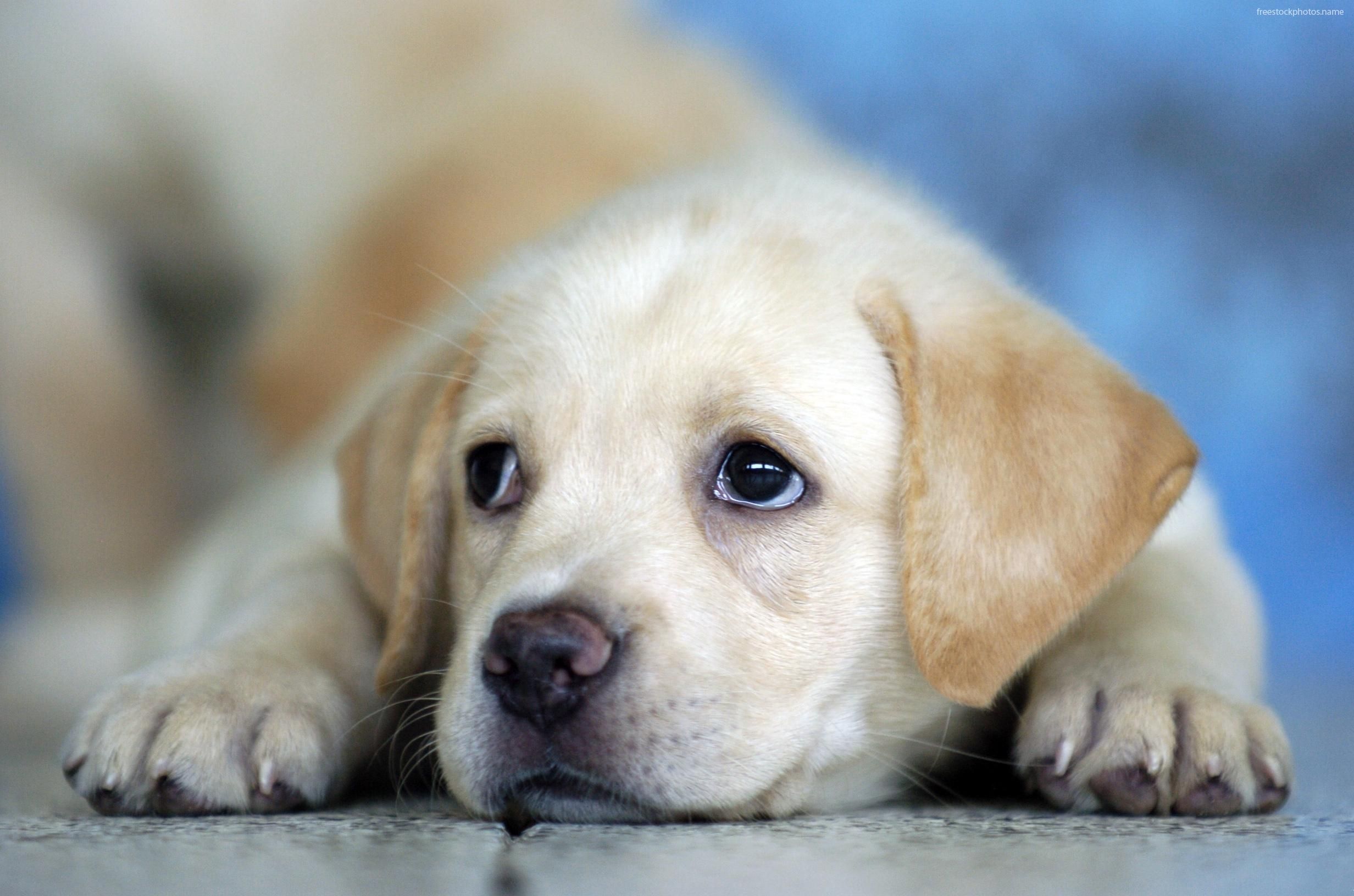 Cute Little Puppies Wallpapers - Wallpaper Cave
