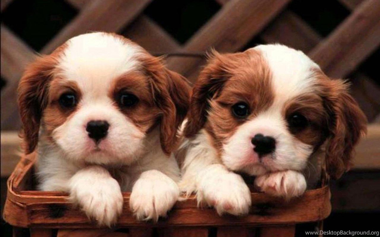Baby Doggies Wallpapers - Wallpaper Cave