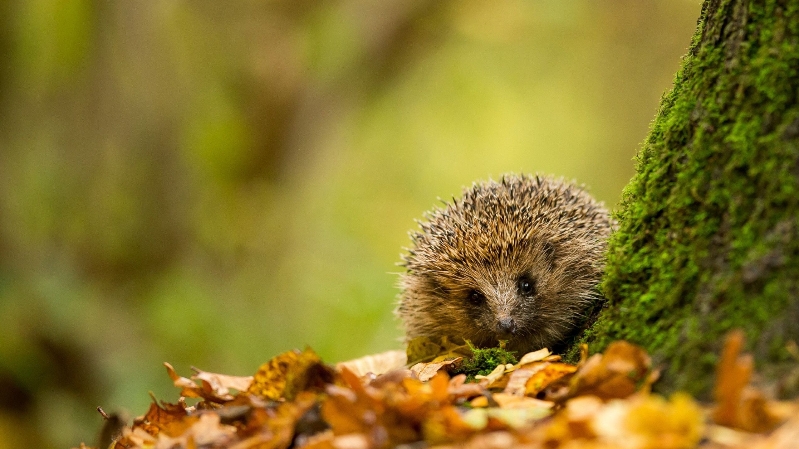 4k Autumn Animals Wallpapers - Wallpaper Cave