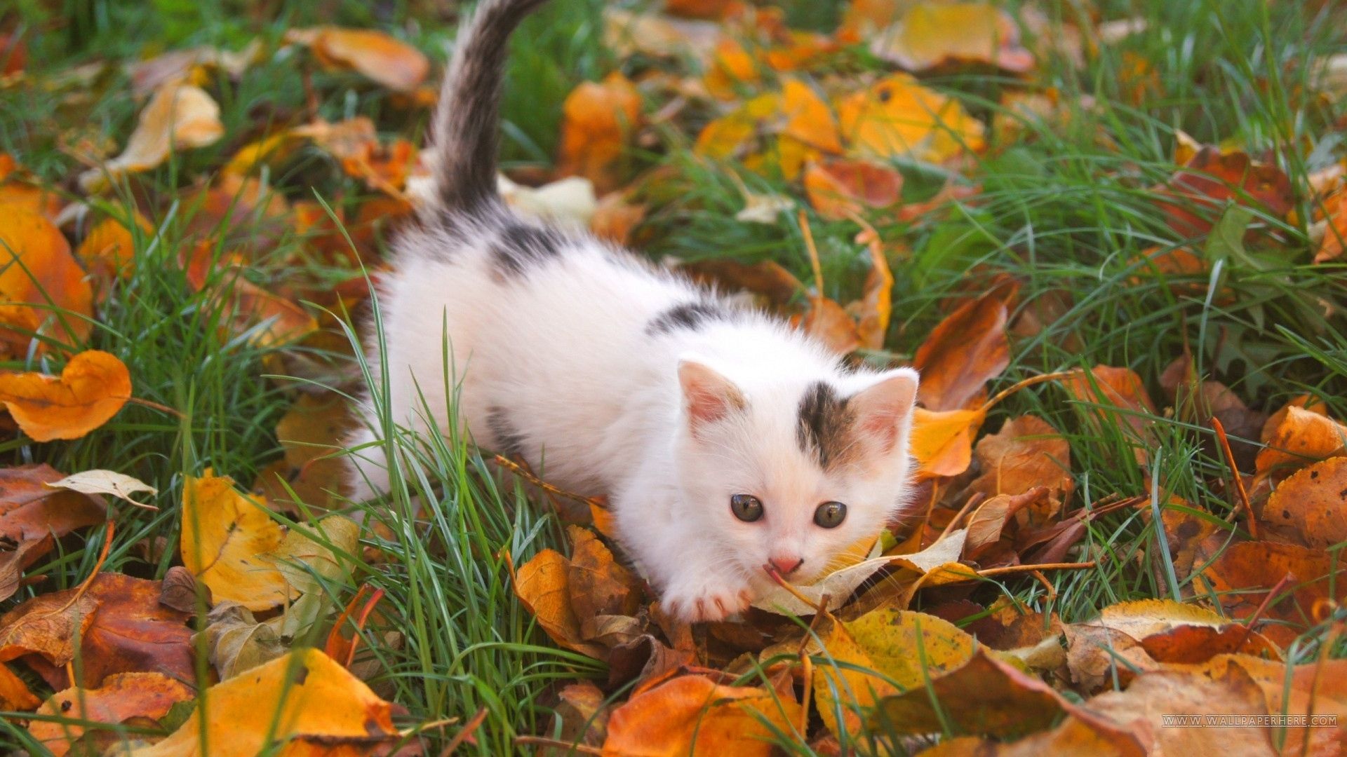 Autumn Kitten Wallpapers - Wallpaper Cave