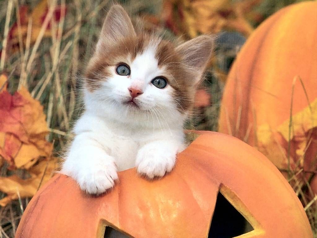 Autumn Kitten Wallpapers - Wallpaper Cave