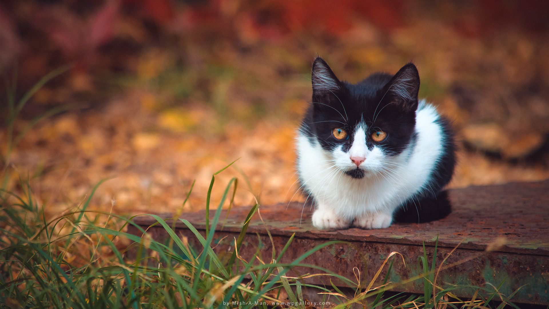 Autumn Kitten Wallpapers - Wallpaper Cave
