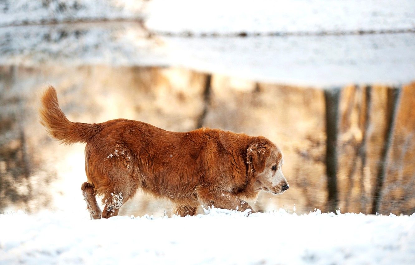 Golden Retrievers Winter Wallpapers - Wallpaper Cave