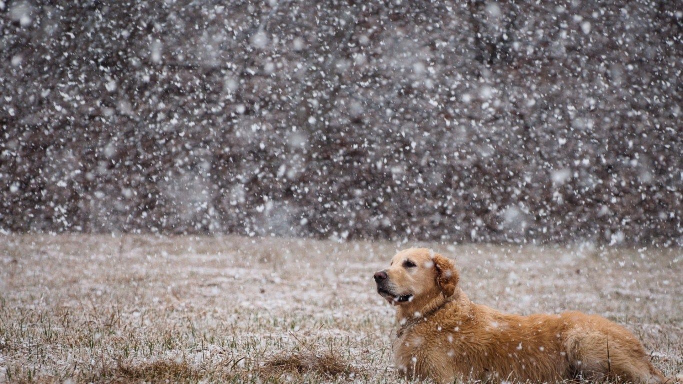 Golden Retrievers Winter Wallpapers - Wallpaper Cave