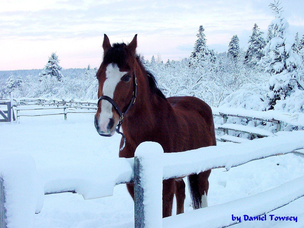 Beautiful Winter Horse Wallpapers - Wallpaper Cave