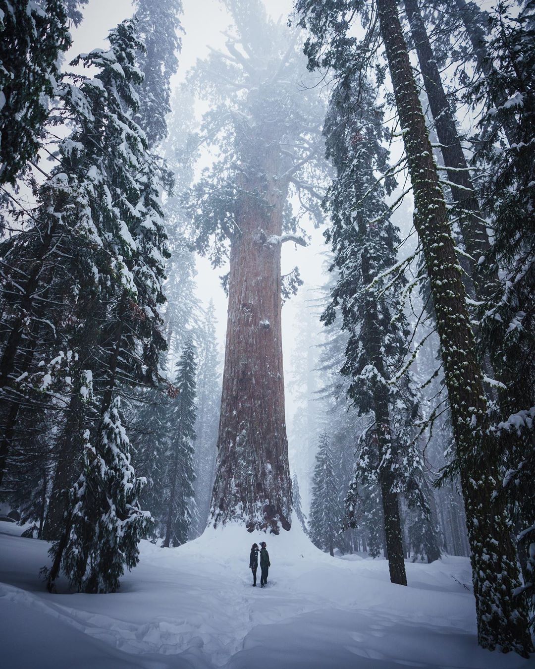 Sequoia Winter Wallpapers - Wallpaper Cave