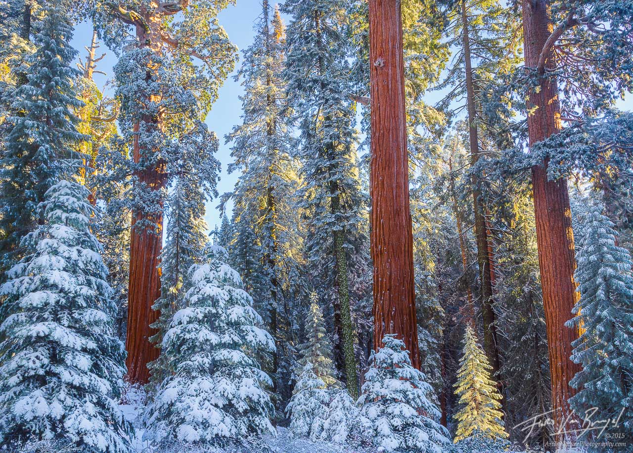 Sequoia Winter Wallpapers - Wallpaper Cave
